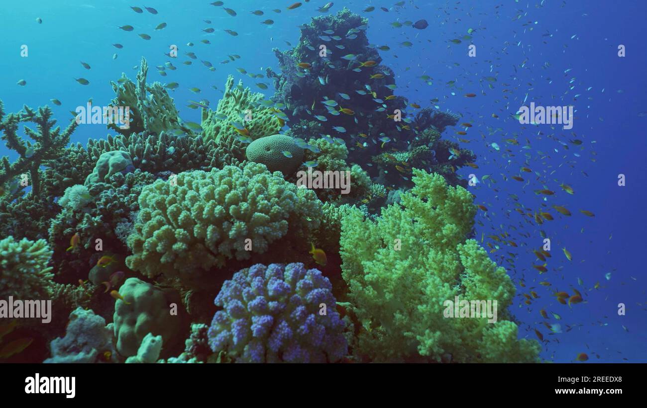 Beautiful tropical coral reef in coral garden in blue deep sea colorful ...