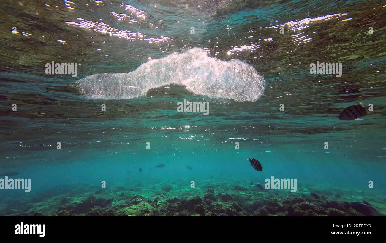 Colonial Pyrosoma Tunicates drifts under surface of blue water in ...