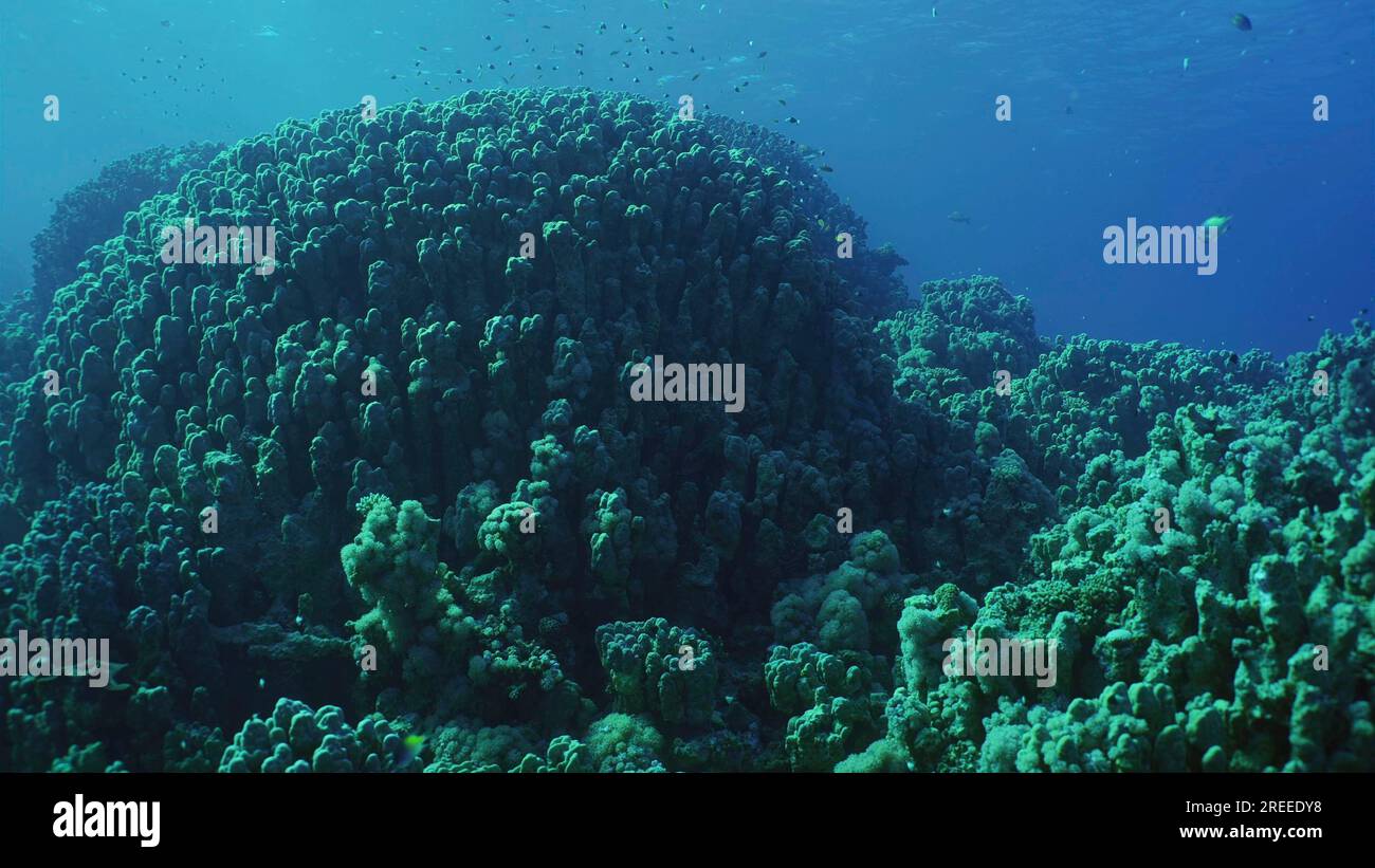 Hard corals colony Porites, tropical fish swim above top of coral reef ...