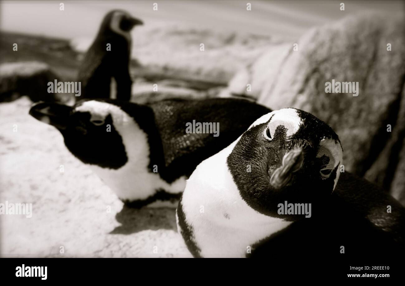 Penguin looks into camera while sunbathing Stock Photo - Alamy