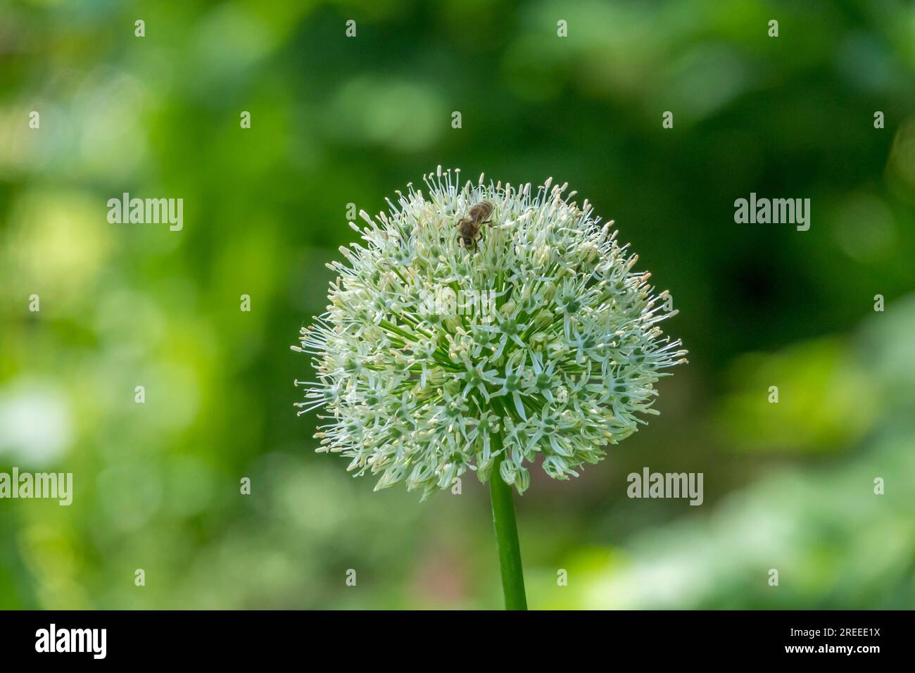 Ornamental (allium), flower stand, North Rhine-Westphalia, Germany ...