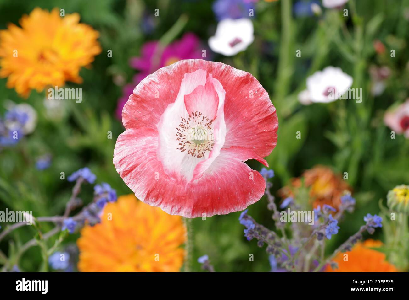 Poppy flowers (Papaver rhoeas), poppy, red, plant, blossom, flower ...