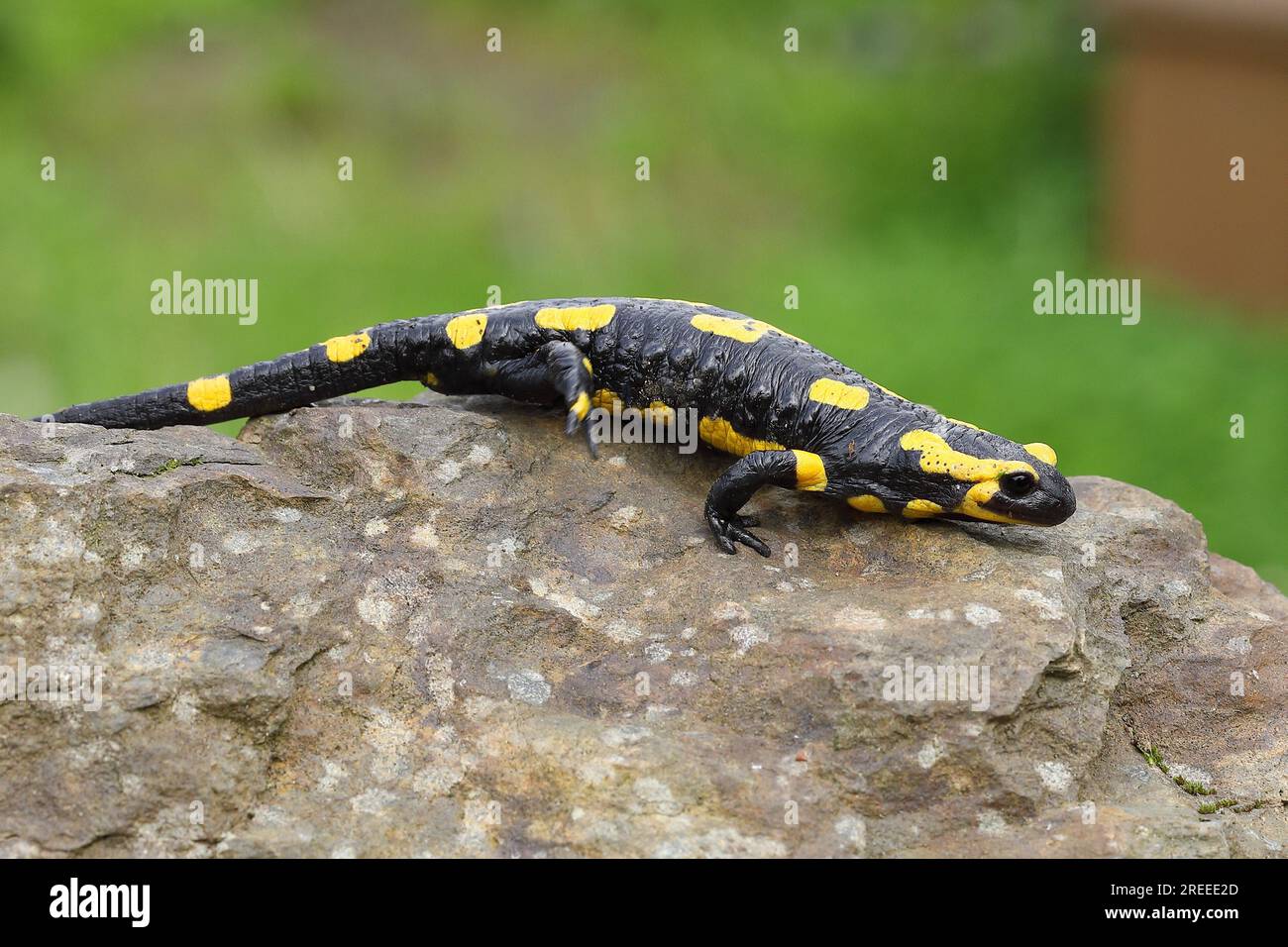 Fire salamander (Salamandra salamandra), running over a stone, Wildlife ...