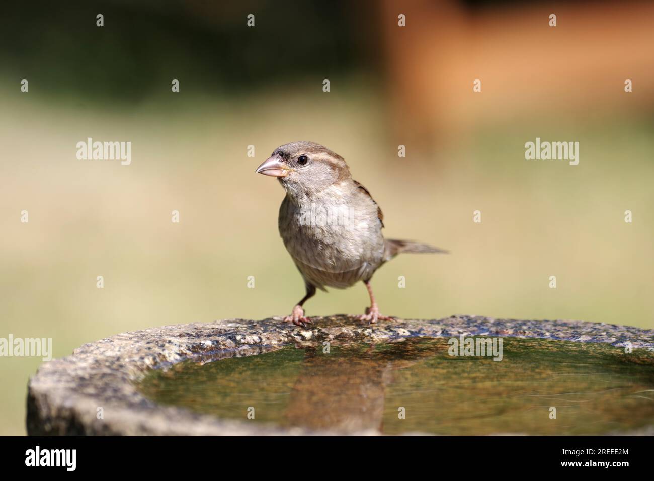 Close-up, house sparrow (Passer domesticus), female, songbird, feathers ...