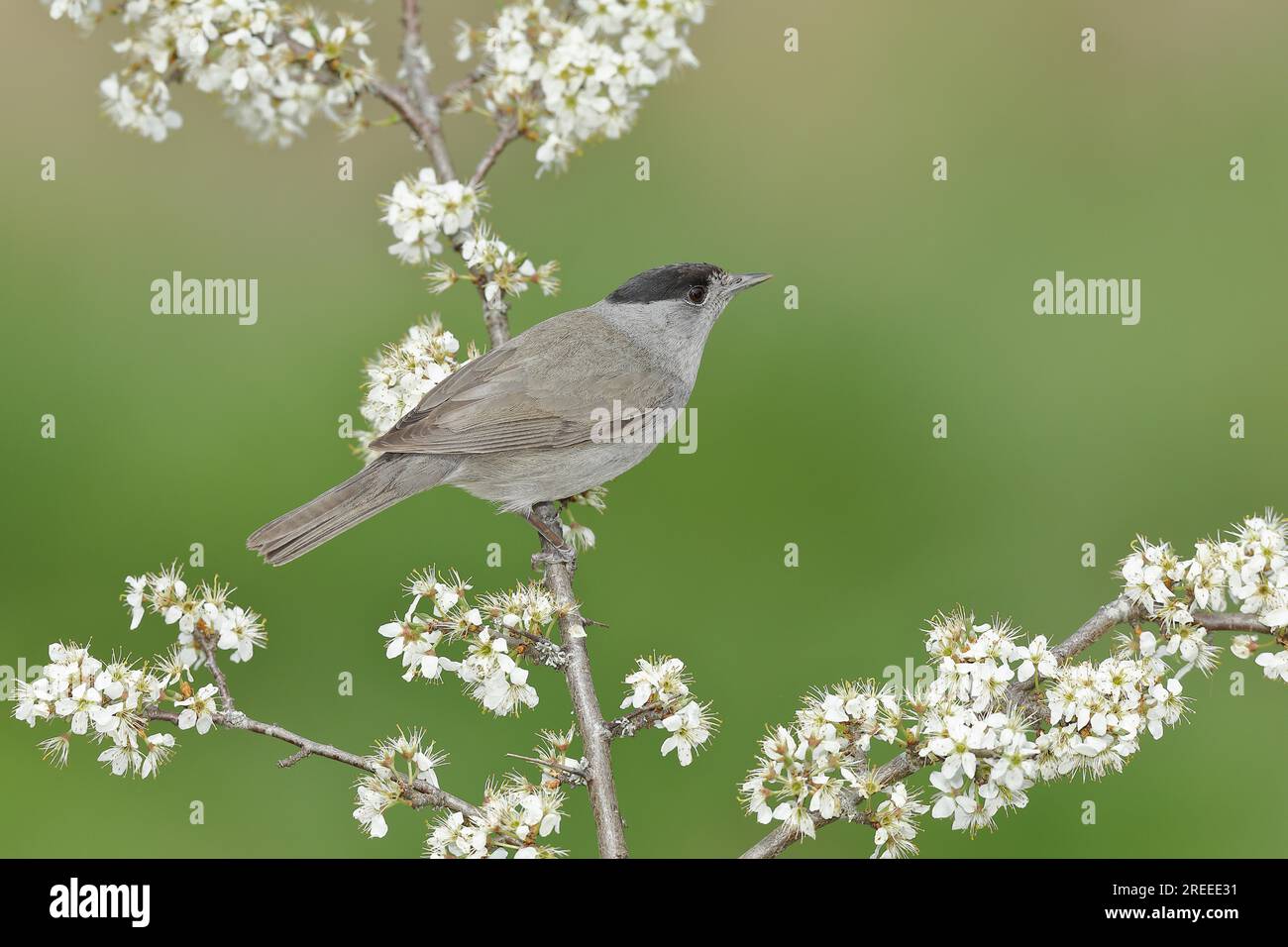 Blackcap (Sylvia atricapilla), male, sitting in flowering blackthorn ...