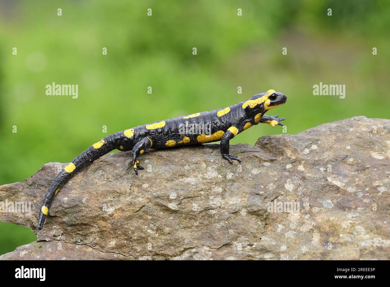Fire salamander (Salamandra salamandra), running over a stone, Wildlife ...