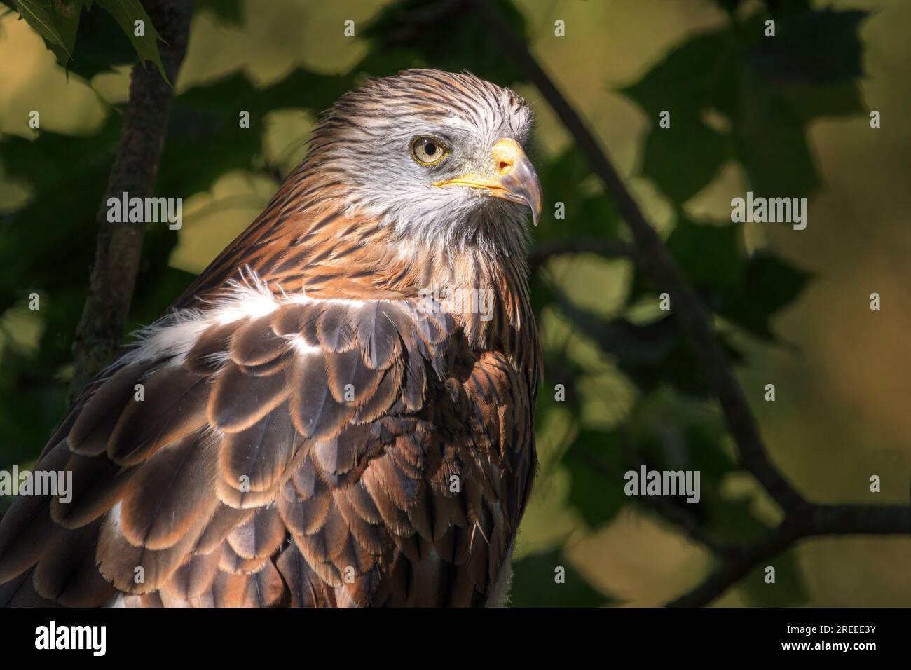 The red kite - Milvus milvus - is a medium-large bird of prey in the ...