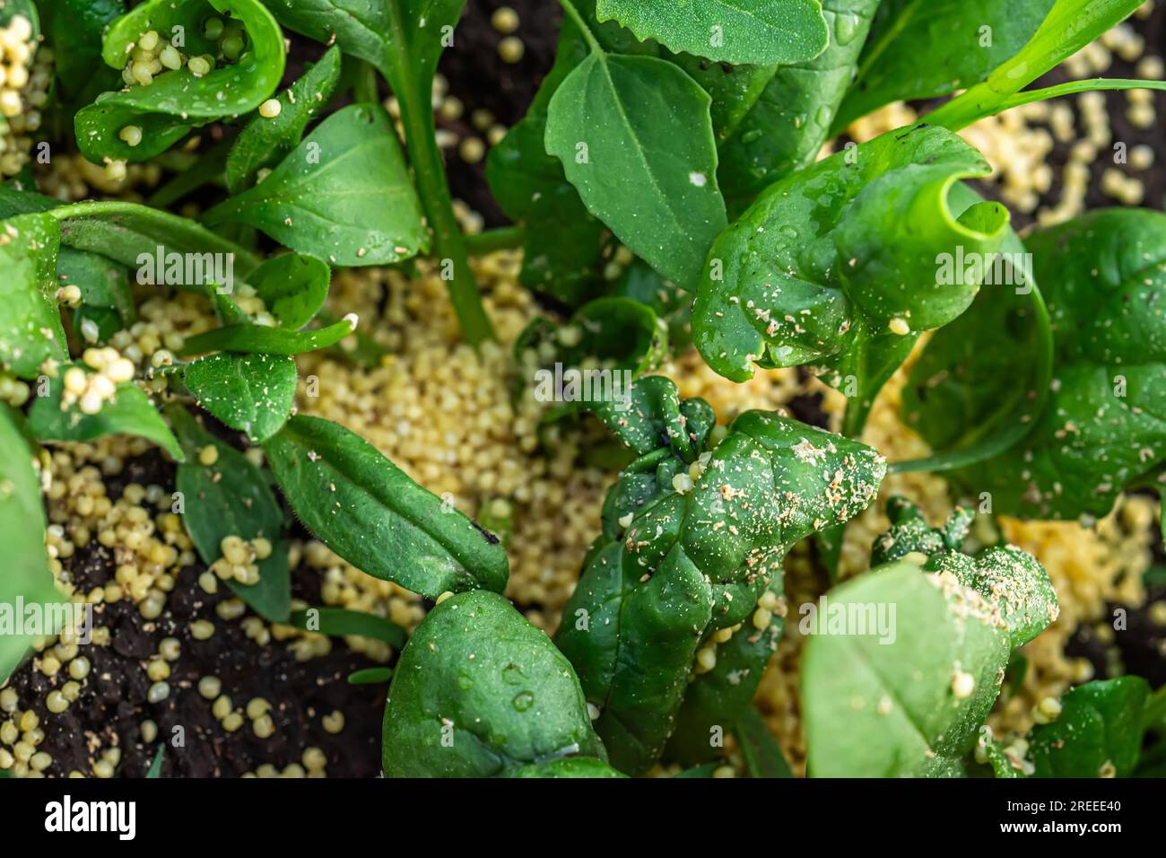 Millet to protect against ants and aphids affected by diseased spinach ...
