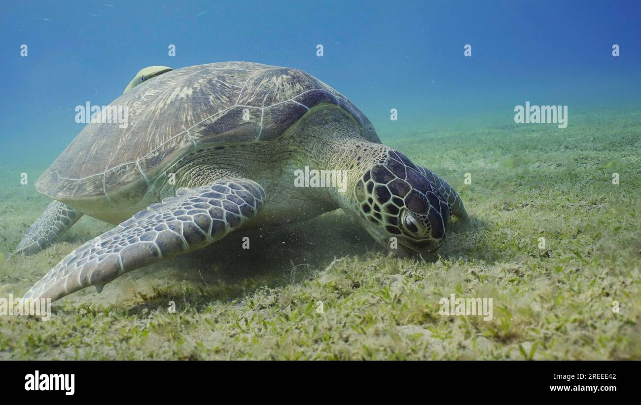 Sea turtle grazing on the seaseabed, slow motion. Great Green Sea ...