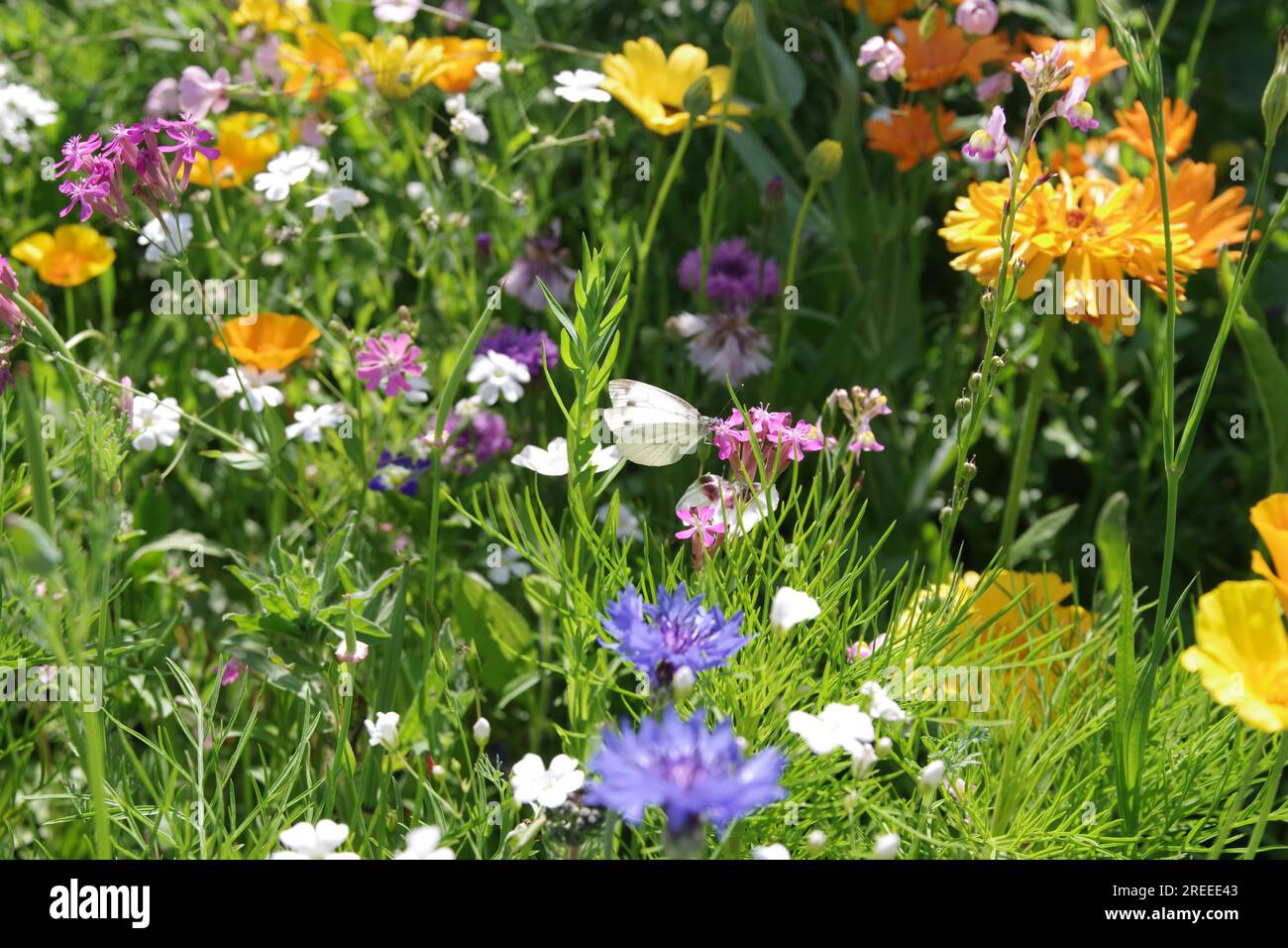 Landscape, small white, butterfly, flower meadow, flowers, colourful ...