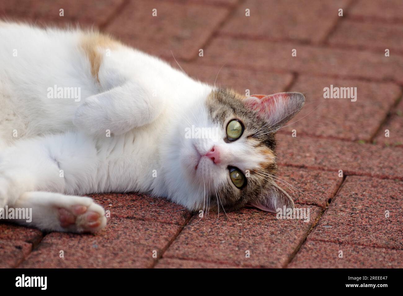 Portrait, felidae (Felis catus), cat, pet, eyes, looking, cute, A cat ...