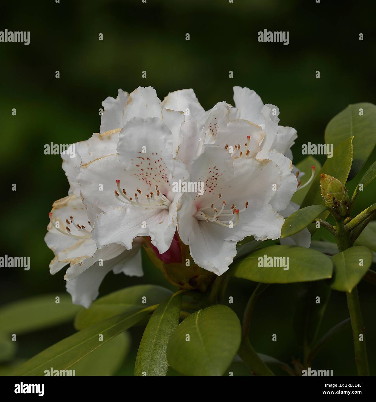 Rhododendron flowers (Rhododendron Homer), white flower in a garden ...