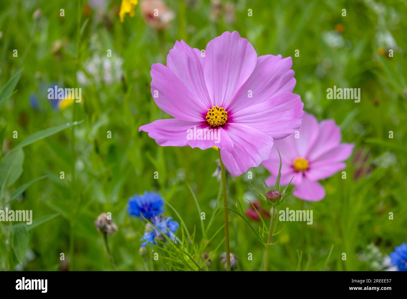 Mexican aster (Cosmos bipinnatus) in a flower meadow, Muensterland ...