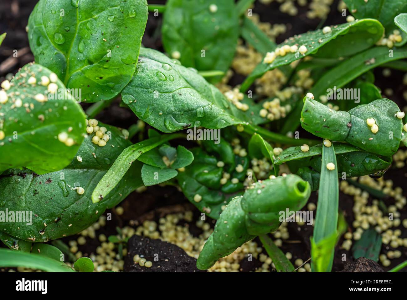 Millet to protect against ants and aphids affected by diseased spinach ...