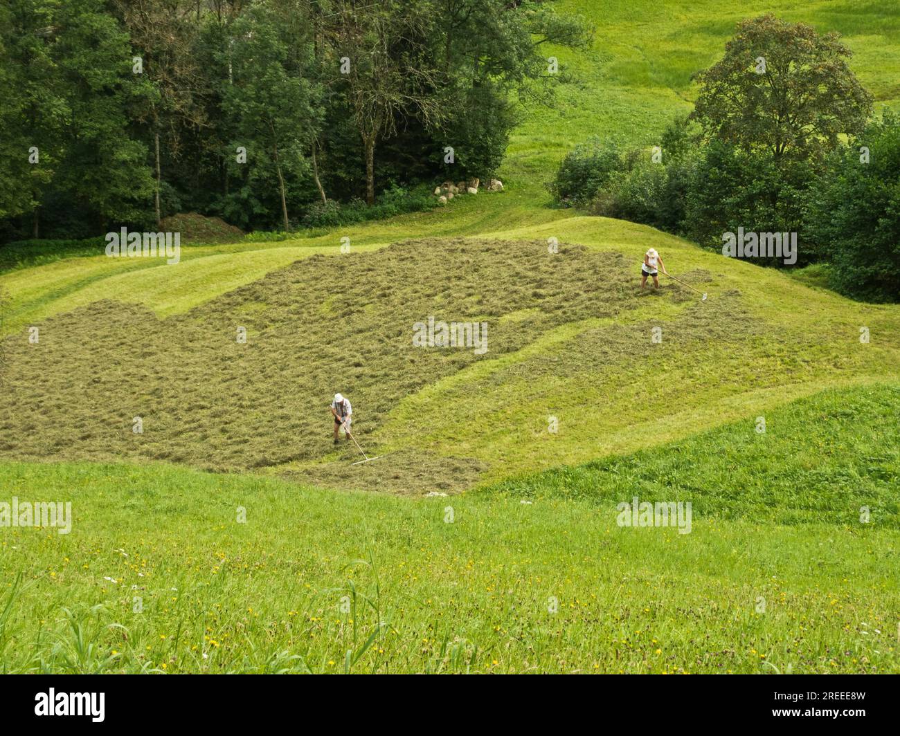 Hay farmer, hay work, Wildgutachtal, Simonswald, Black Forest, Baden ...