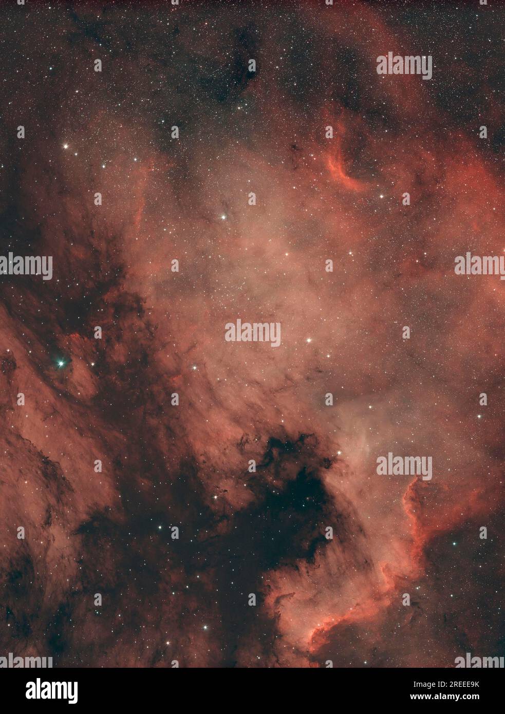 Diffuse Gas Nebula NGC7000, North America Nebula in the constellation ...