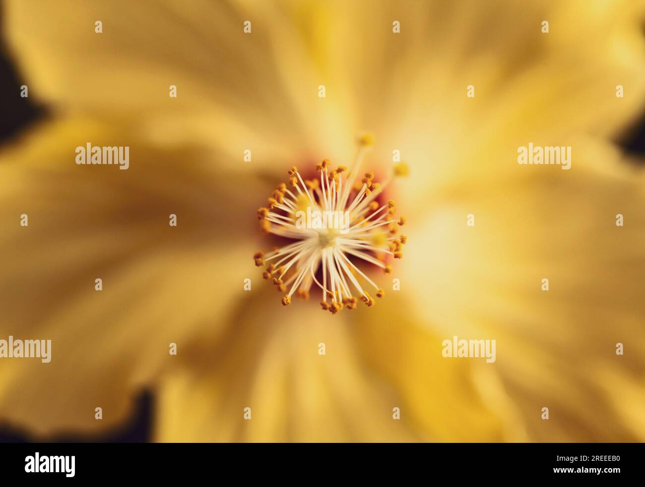 Growing in brazil hi-res stock photography and images - Alamy