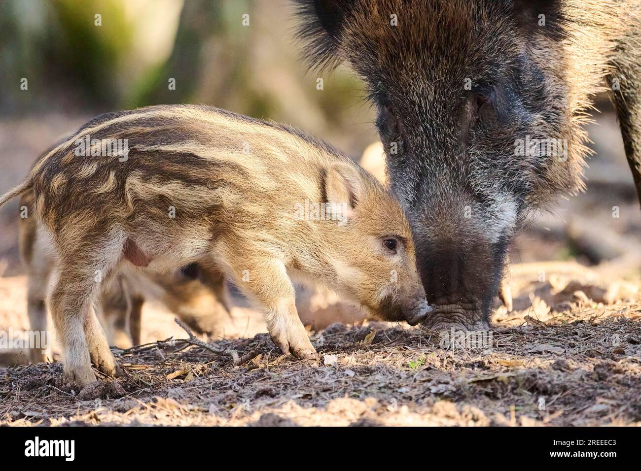 Wild boar (Sus scrofa) squeaker with its mother in a forest, Bavaria ...