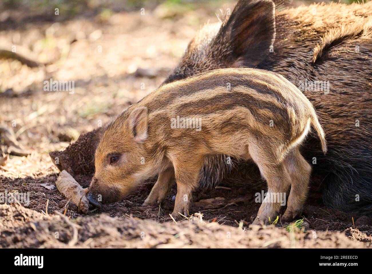 Wild boar (Sus scrofa) squeaker with its mother in a forest, Bavaria ...