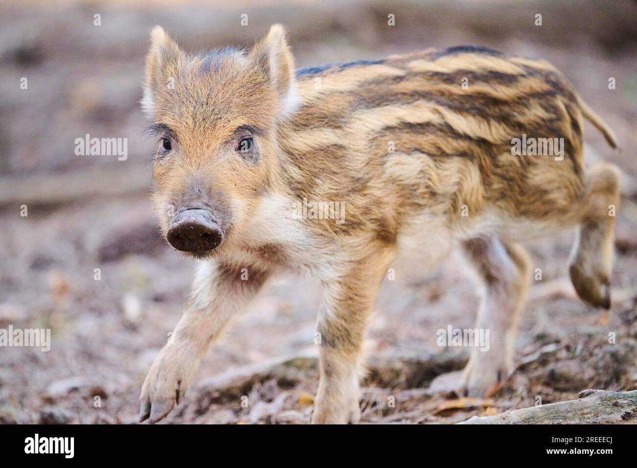 Wild boar squeaker hi-res stock photography and images - Alamy