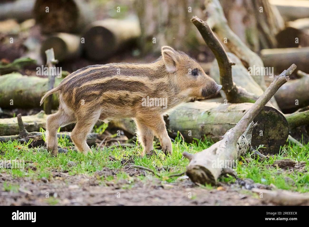 Wild boar (Sus scrofa) squeaker in a forest, Bavaria, Germany Europe ...