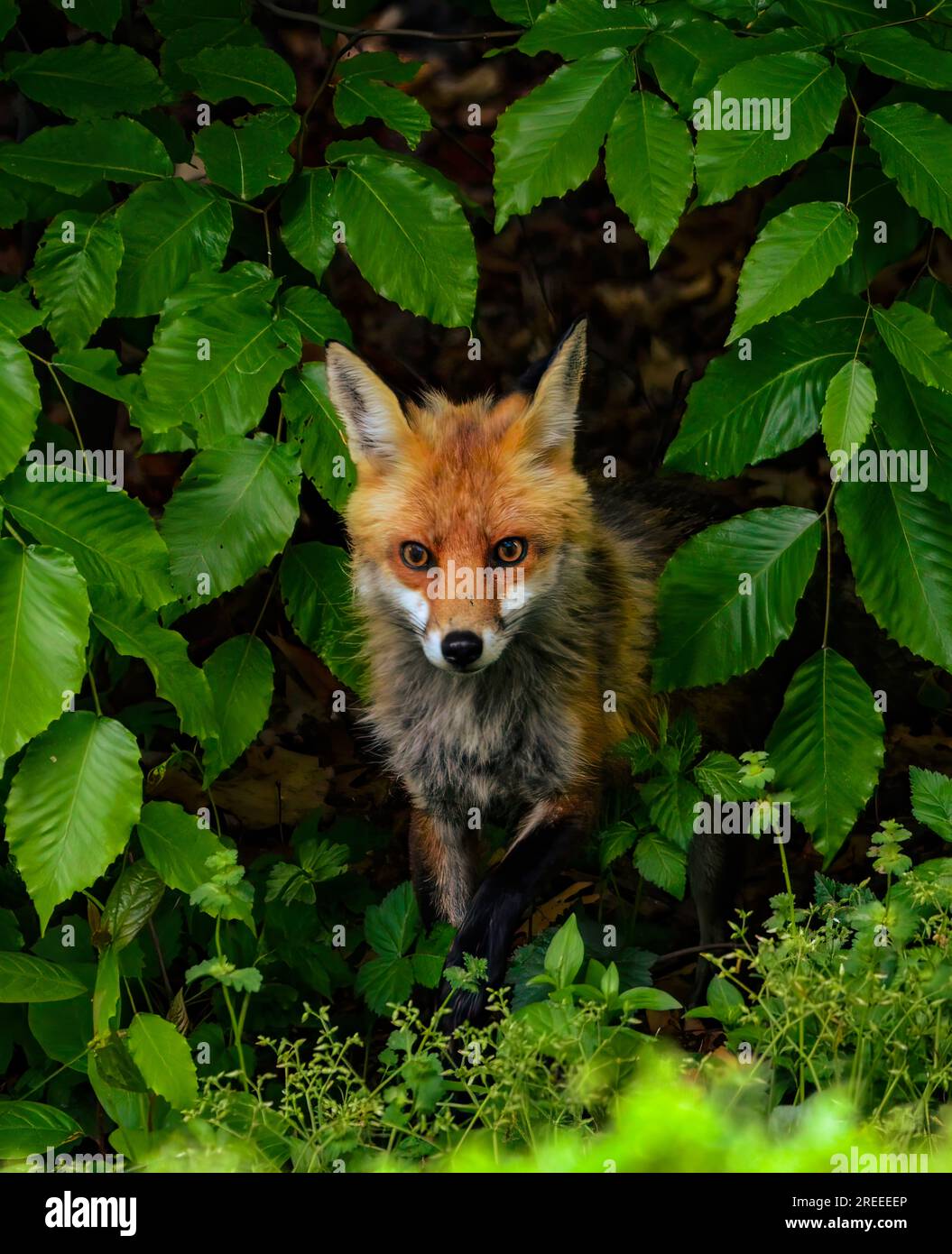 An urban red Fox emerges from the summer green foliage Stock Photo - Alamy