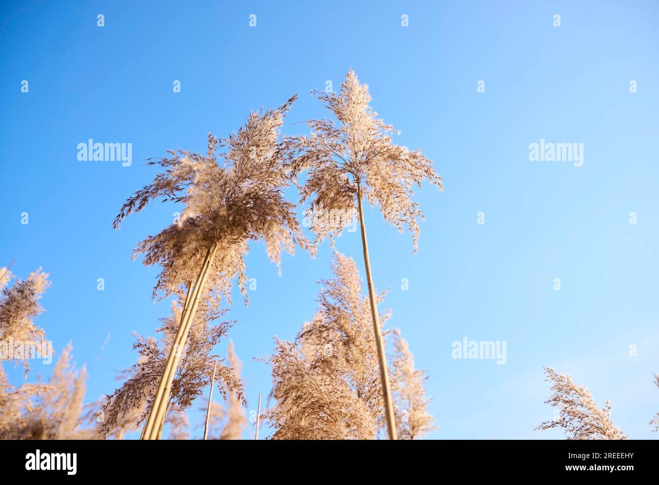 Common reed (Phragmites australis) seeds, detail, Upper Palatinate ...