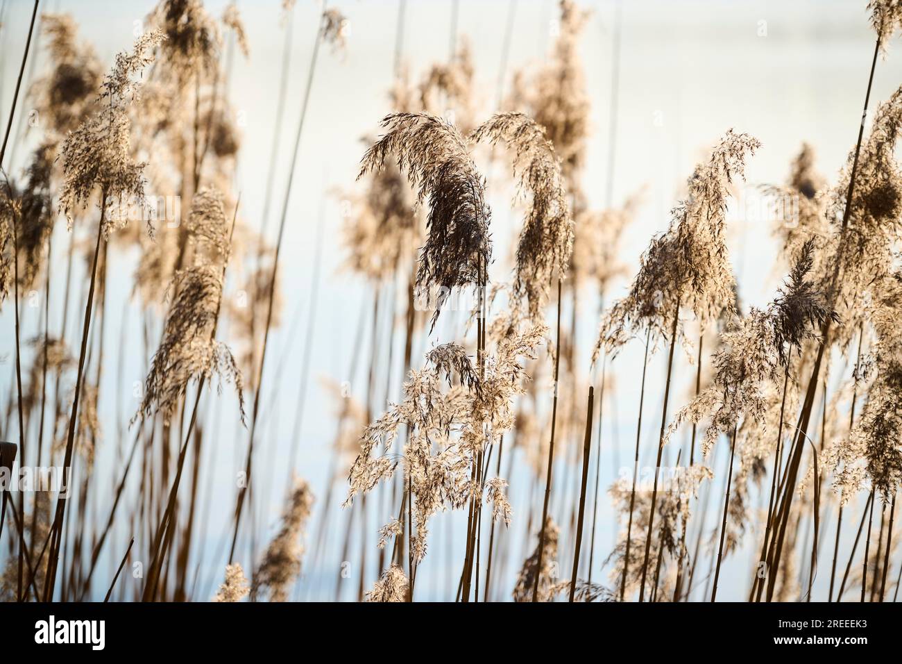 Common reed (Phragmites australis) seeds, detail, Upper Palatinate ...