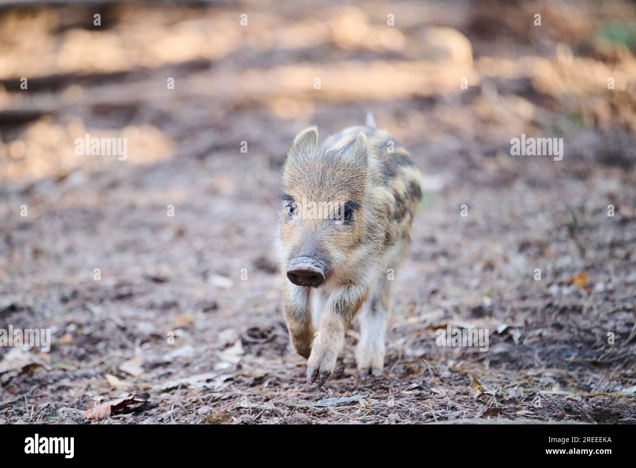 Wild boar squeaker hi-res stock photography and images - Alamy