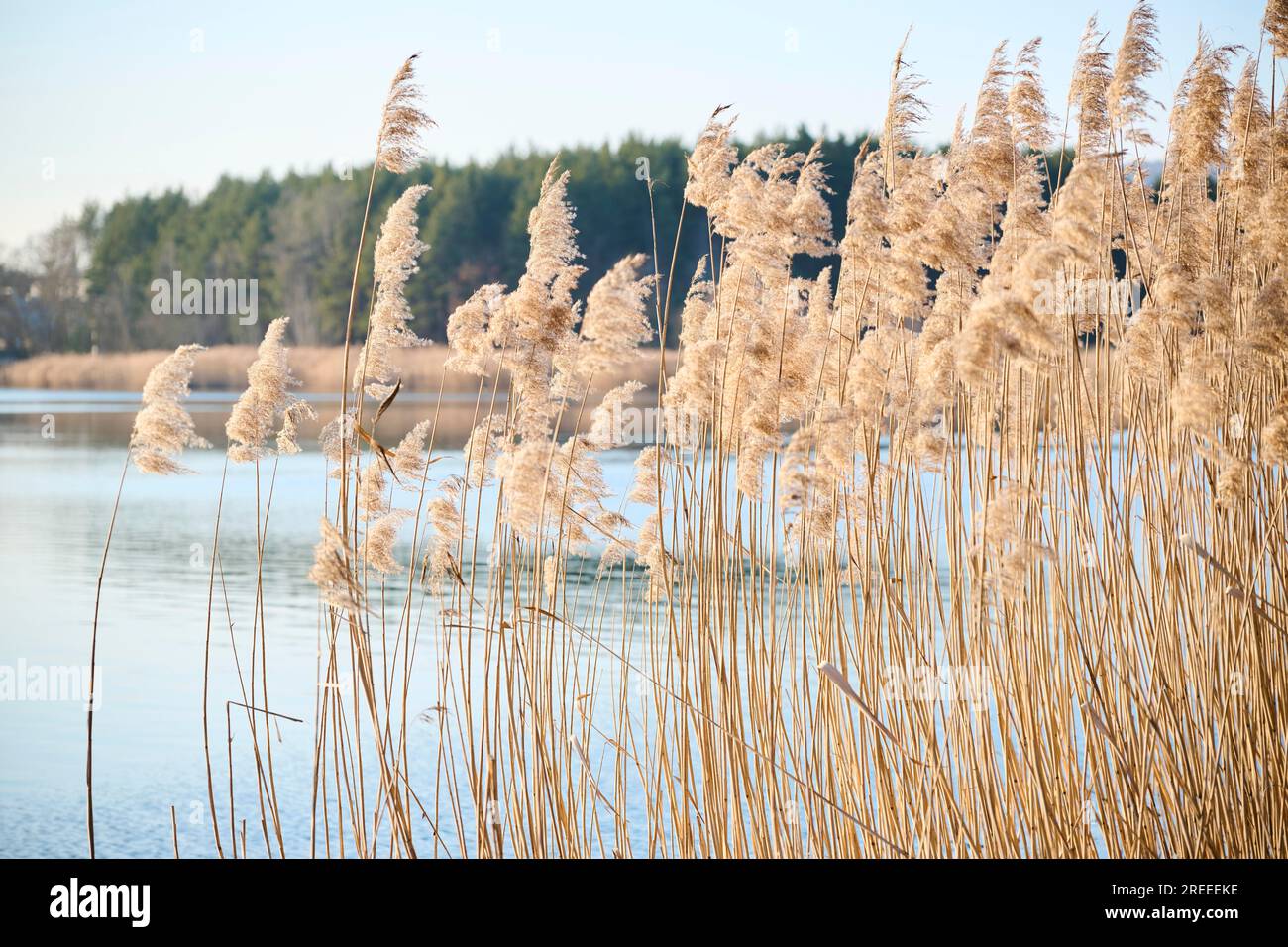 Common reed (Phragmites australis) at the edge of a lake in winter ...