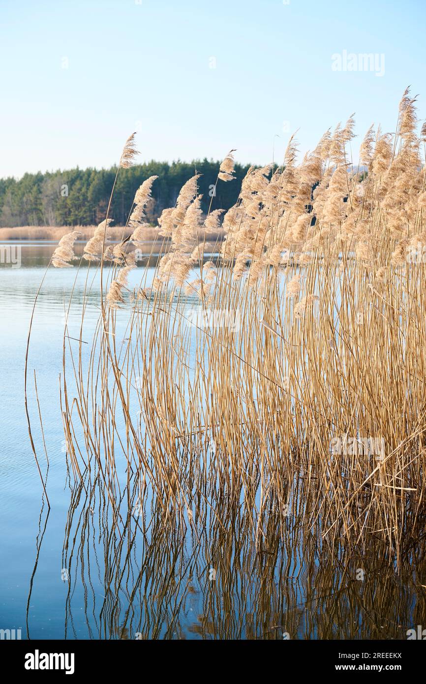 Common reed (Phragmites australis) at the edge of a lake in winter ...