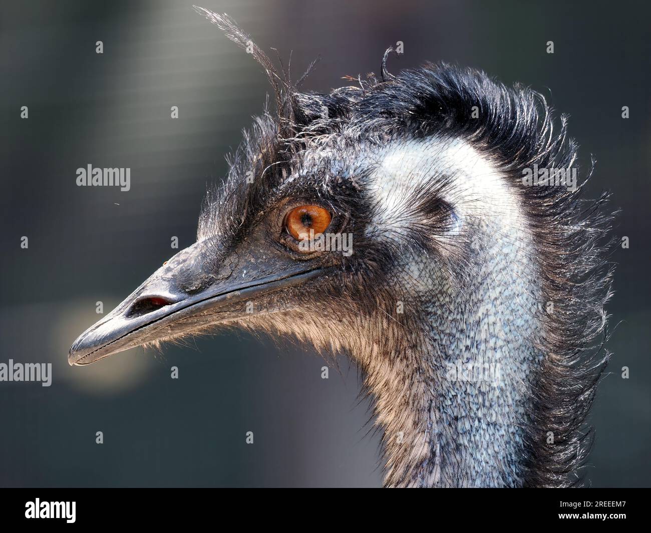 Emeu daustralie hi-res stock photography and images - Alamy