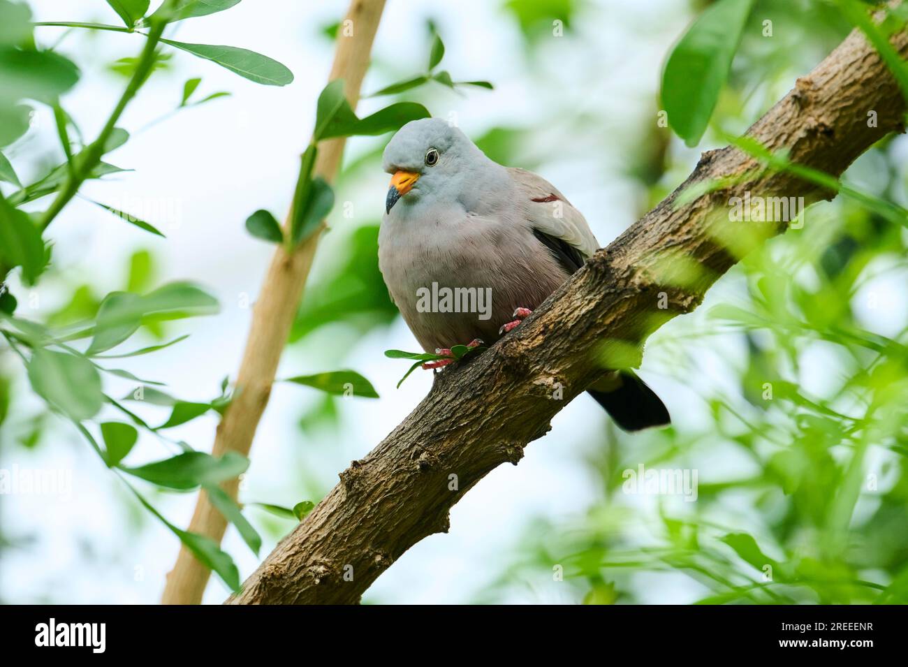 Columbina genus hi-res stock photography and images - Alamy