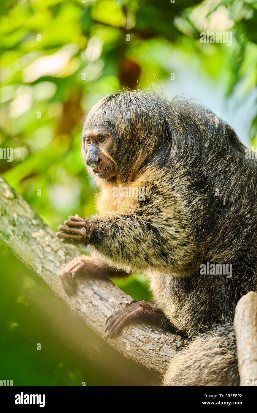 White-faced saki (Pithecia pithecia), female, portrait, captive ...