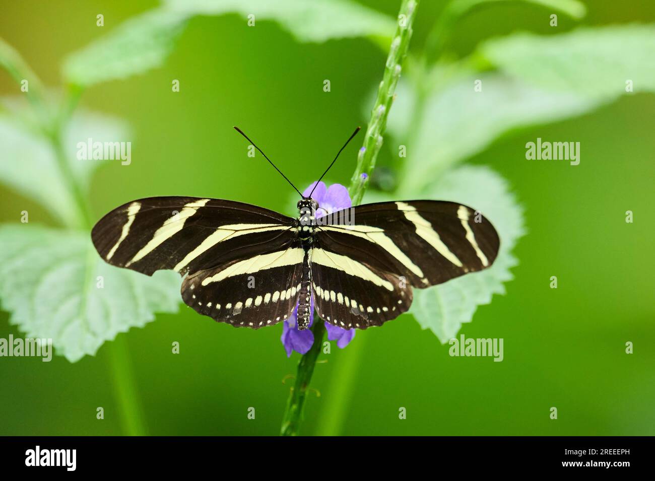 Zebra longwing (Heliconius charithonia) on a blossom, captive, Germany ...