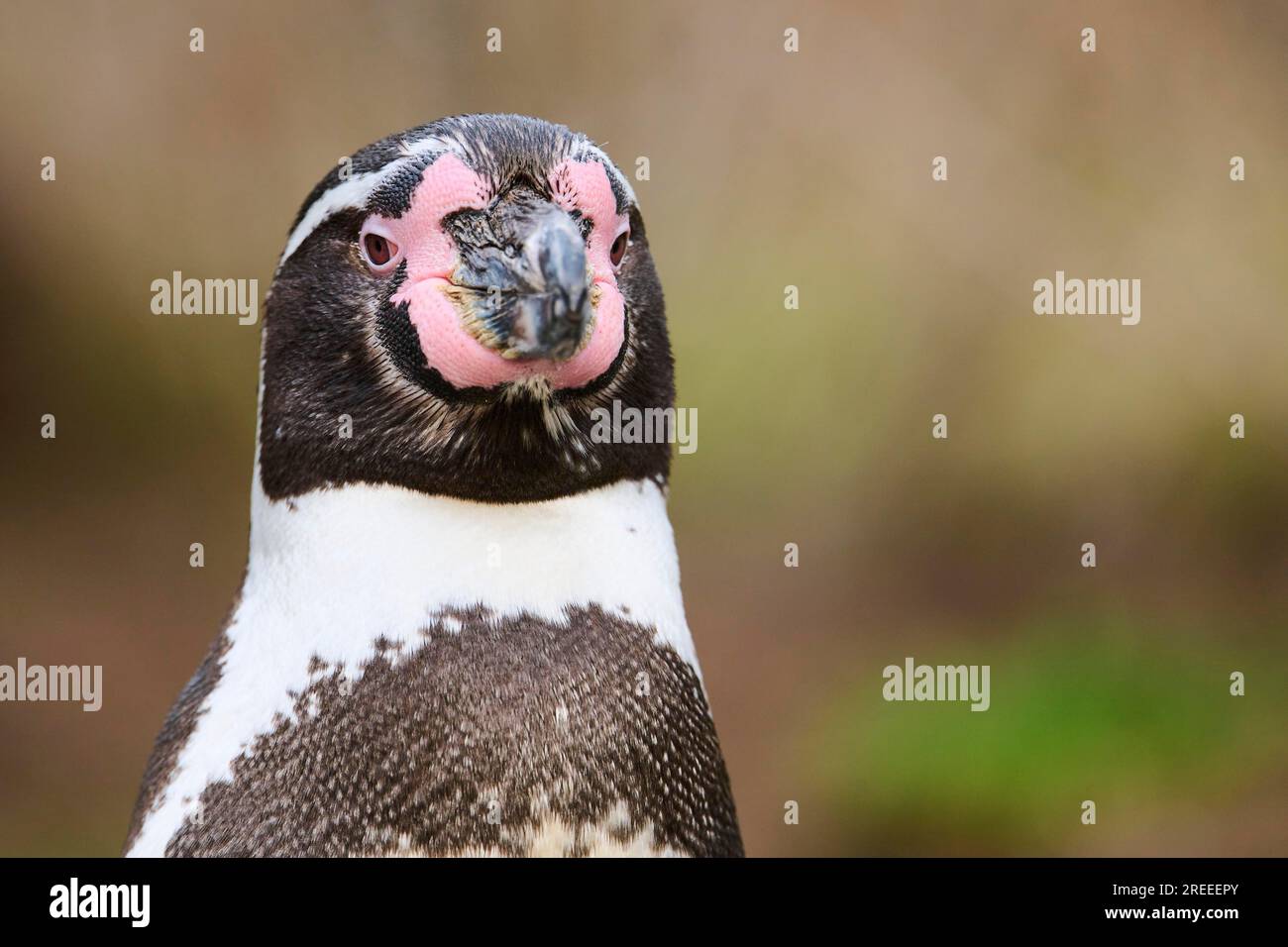 Penguin look camera hi-res stock photography and images - Alamy