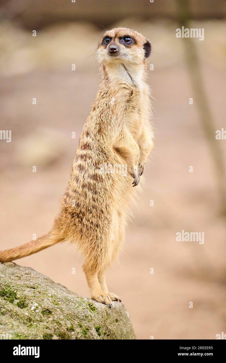Meerkat (Suricata suricatta) standing on its hind feet, Bavaria ...