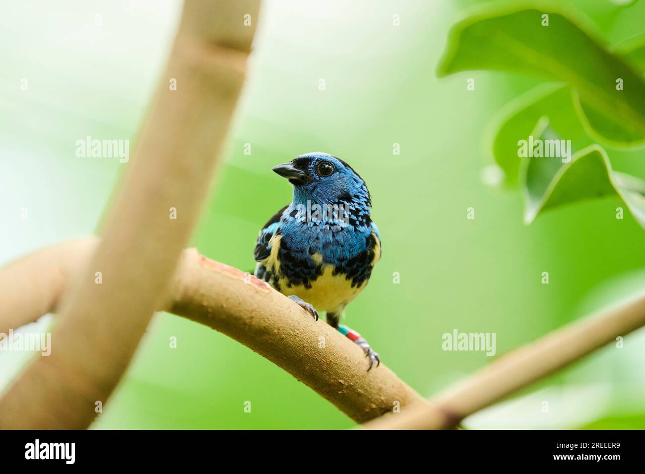 Opal rumped tanager hi-res stock photography and images - Alamy