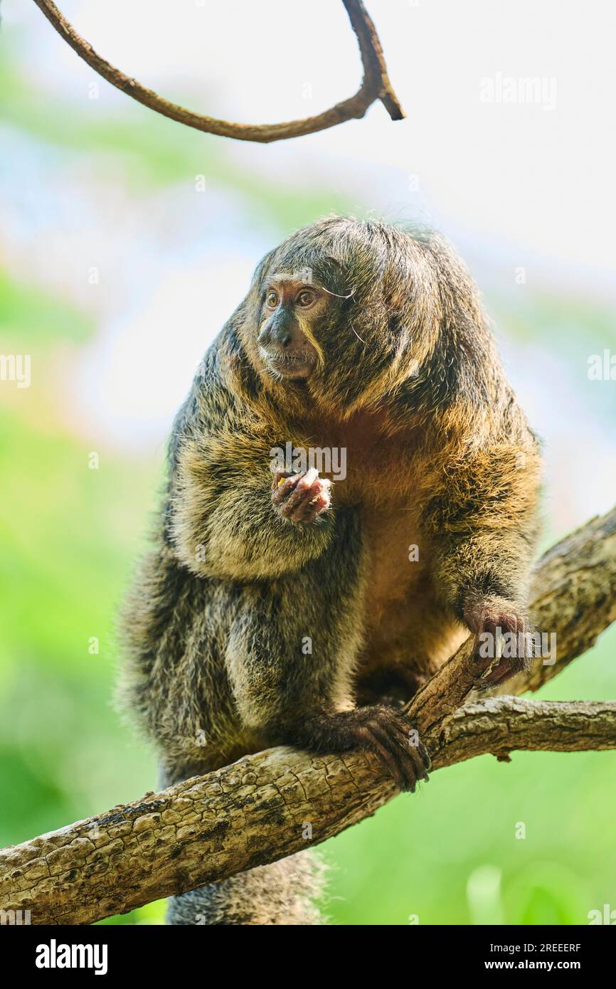 White-faced saki (Pithecia pithecia), female, portrait, captive ...
