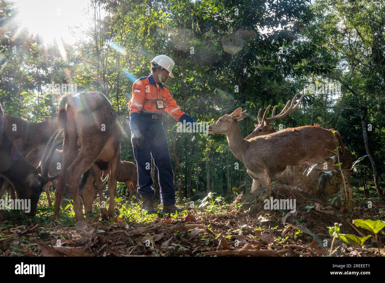 Soroako, Indonesia. 27th July, 2023. A worker feeds deer in a deer ...