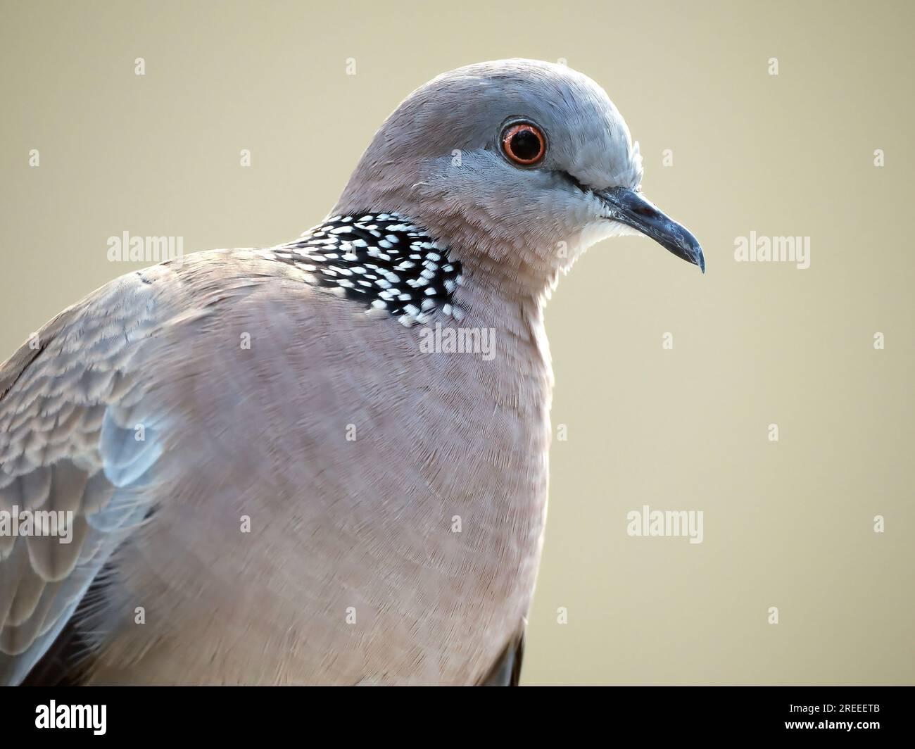 Gefleckte taube hi-res stock photography and images - Alamy