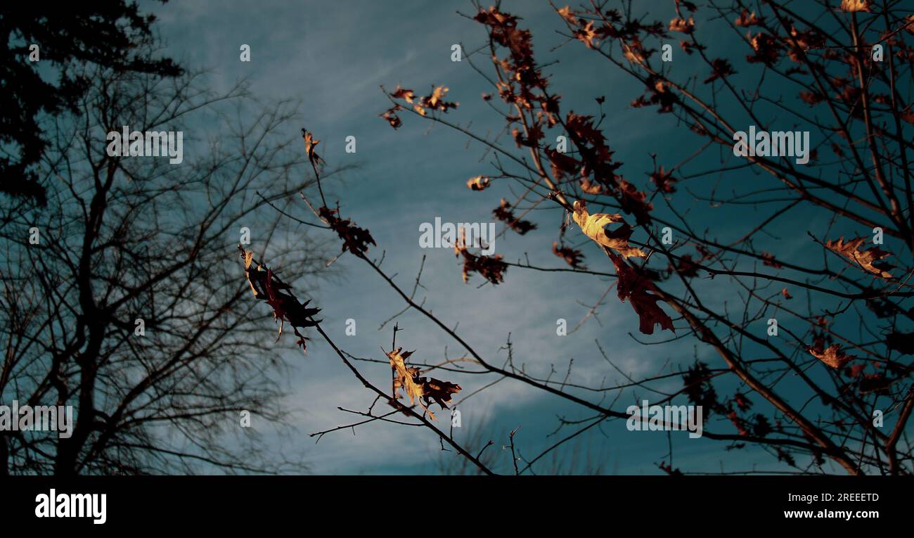 wind storm blows on dead leaves Stock Photo - Alamy