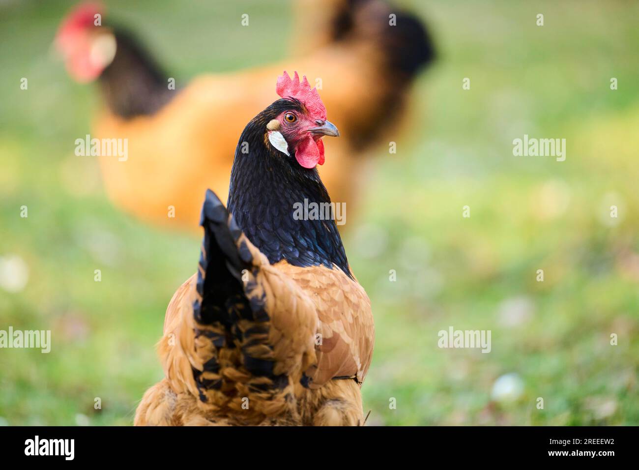Chicken face hi-res stock photography and images - Alamy
