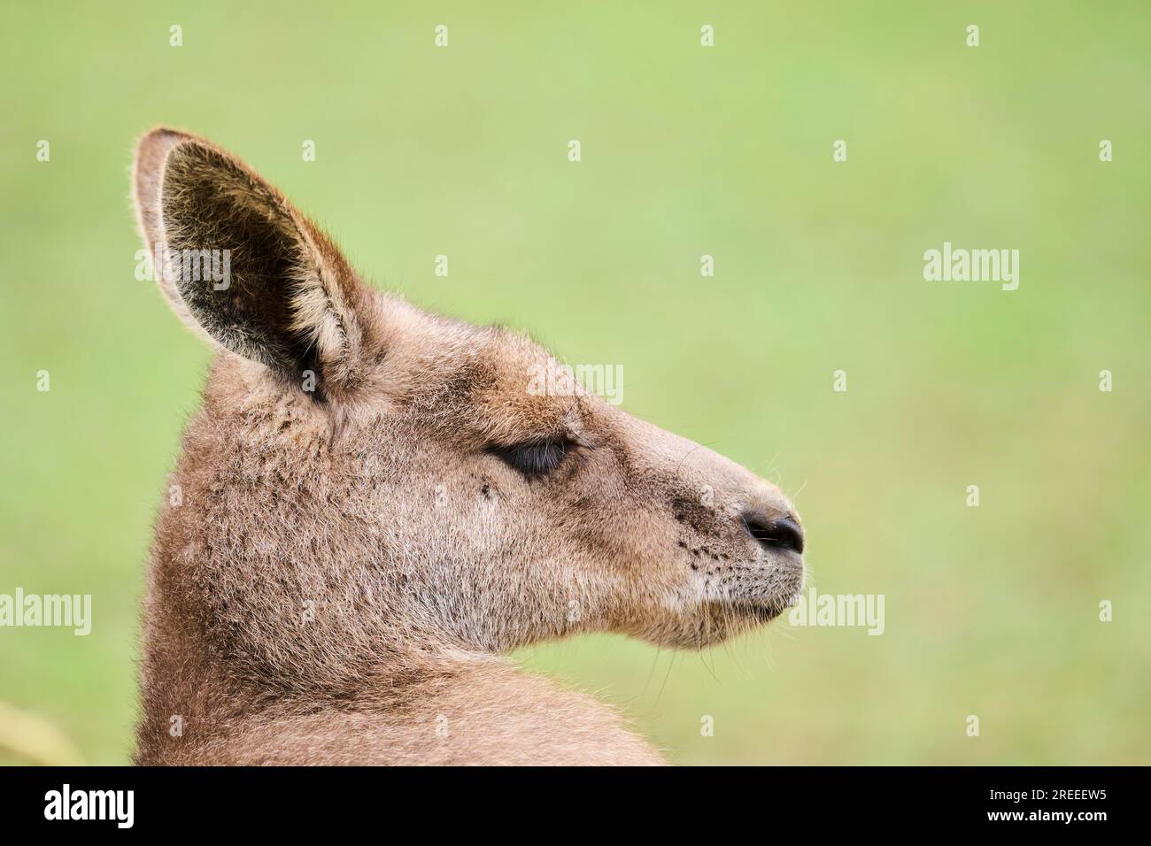 Western grey kangaroo (Macropus fuliginosus), portrait, Germany Stock ...