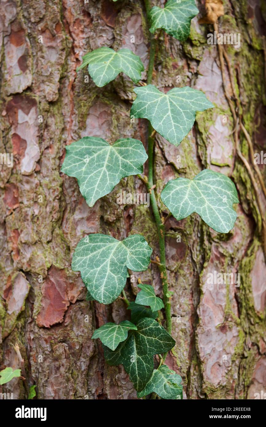 Common ivy (Hedera helix) growing up a tree in a forest, detail, Upper ...