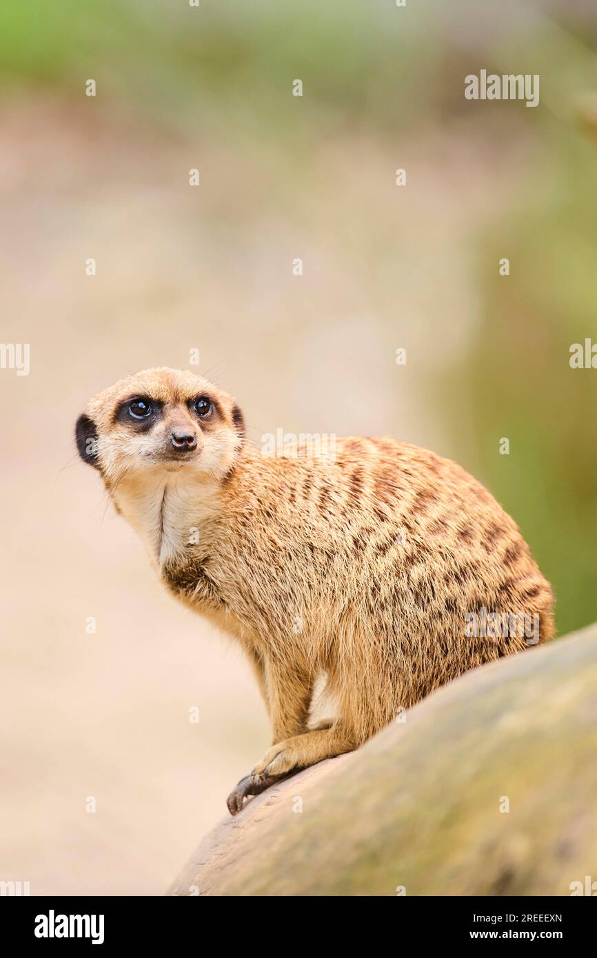 Meerkat (Suricata suricatta) sitting on the ground, Bavaria, Germany ...