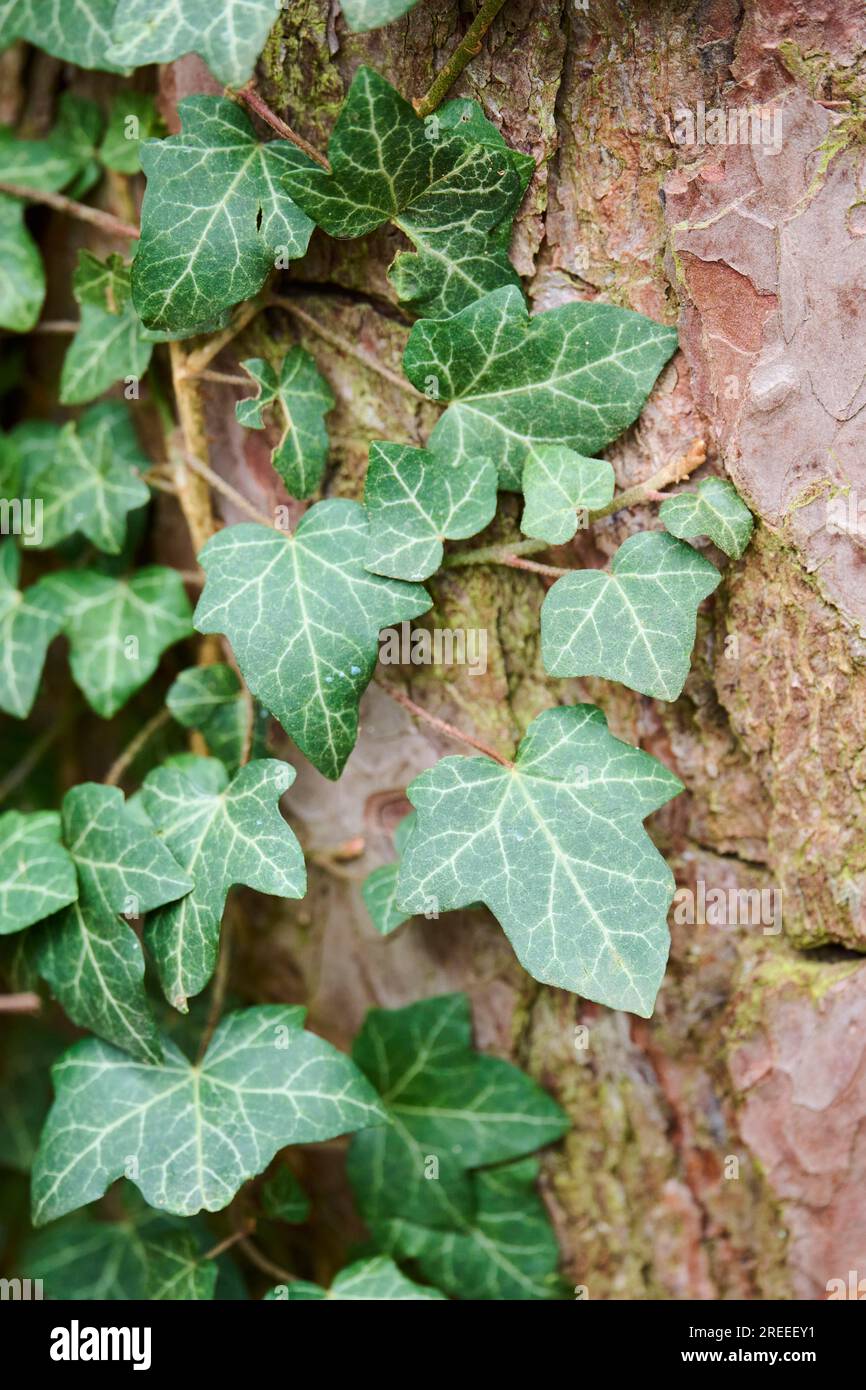 Common ivy (Hedera helix) growing up a tree in a forest, detail, Upper ...