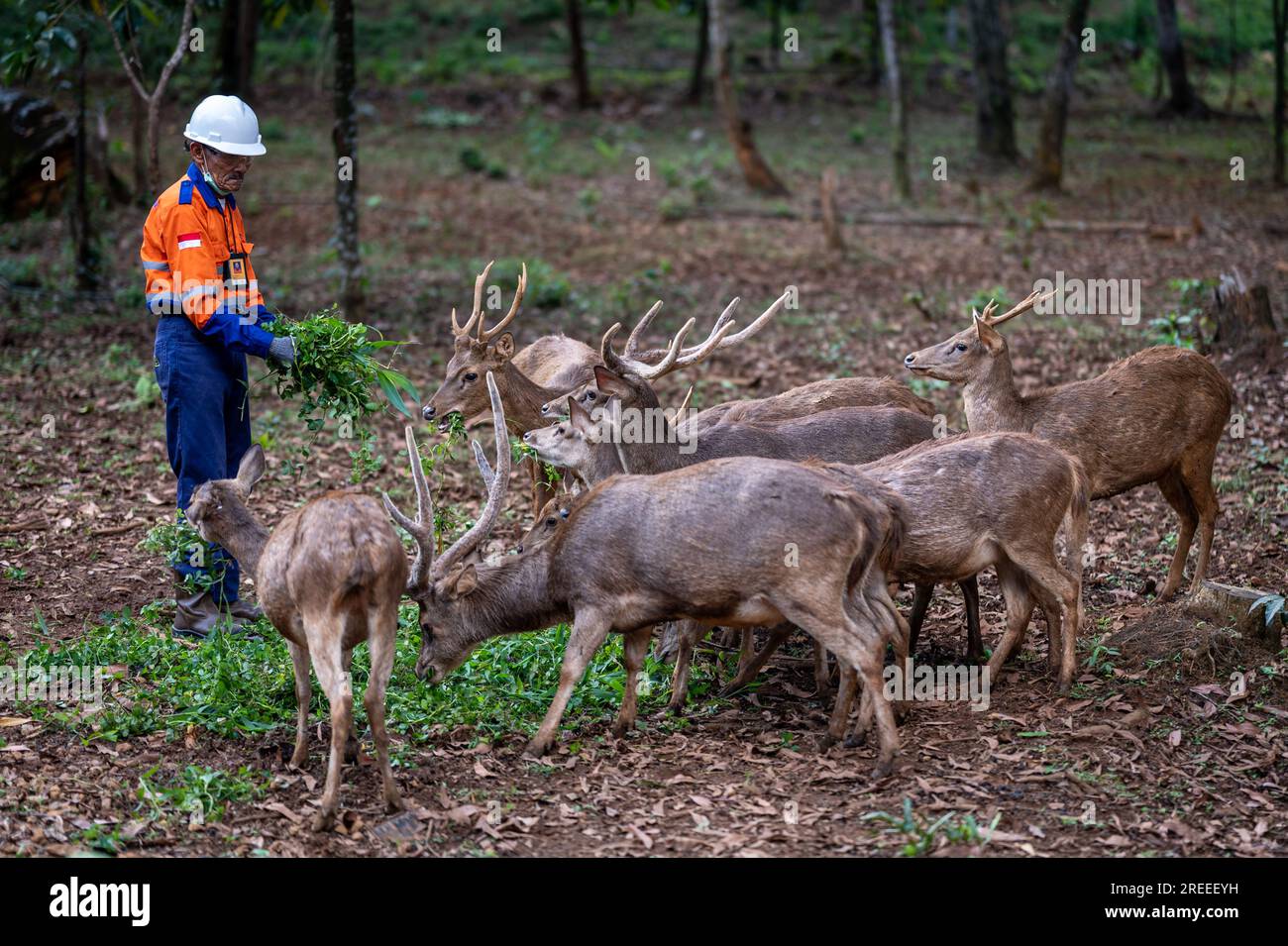 Soroako, Indonesia. 27th July, 2023. A worker feeds deer in a deer ...