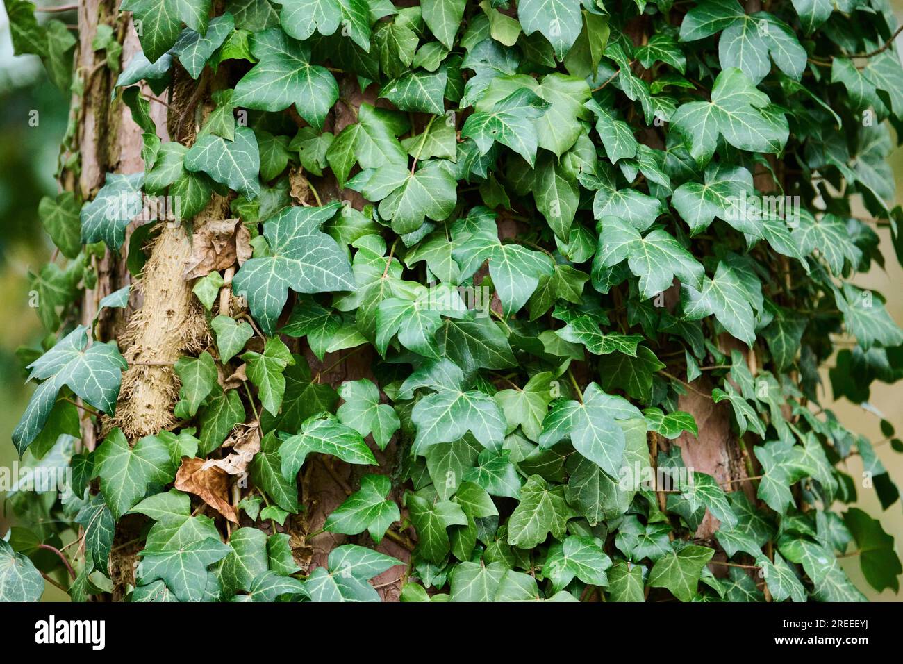 Common ivy (Hedera helix) growing up a tree in a forest, detail, Upper ...