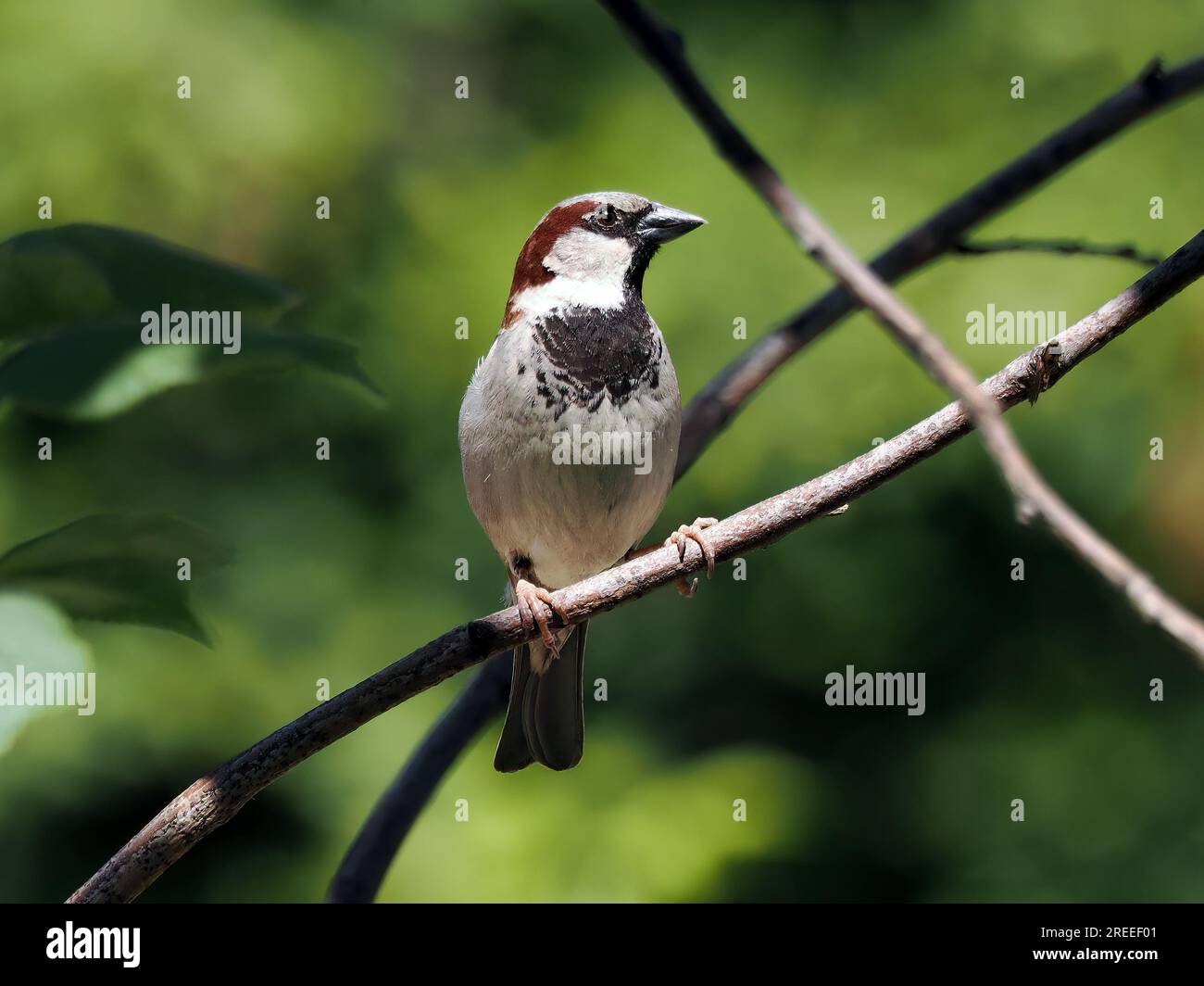 House sparrow (male), Haussperling, Spatz, Hausspatz, Moineau ...